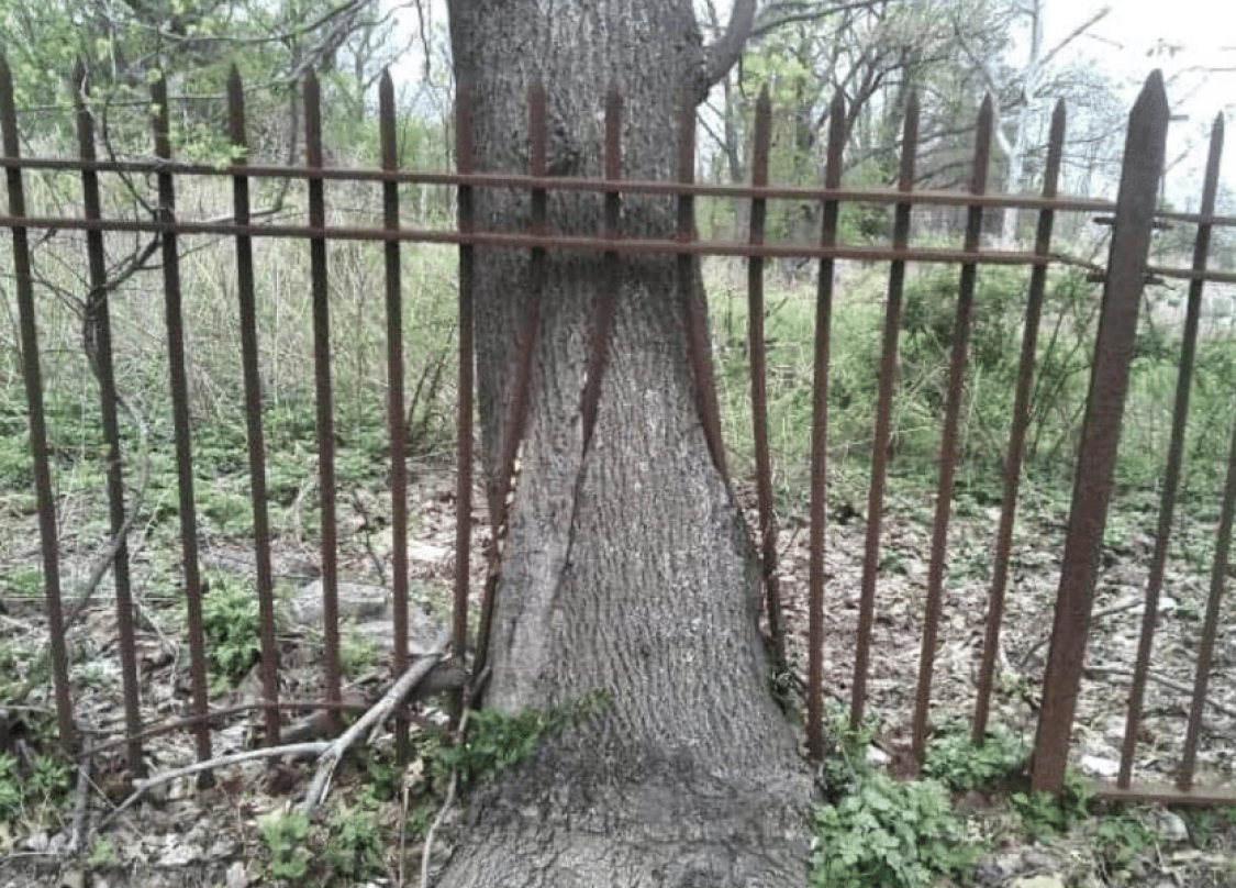 Interview with Dr. Maria José Colmenero… | Their Story is Our Story